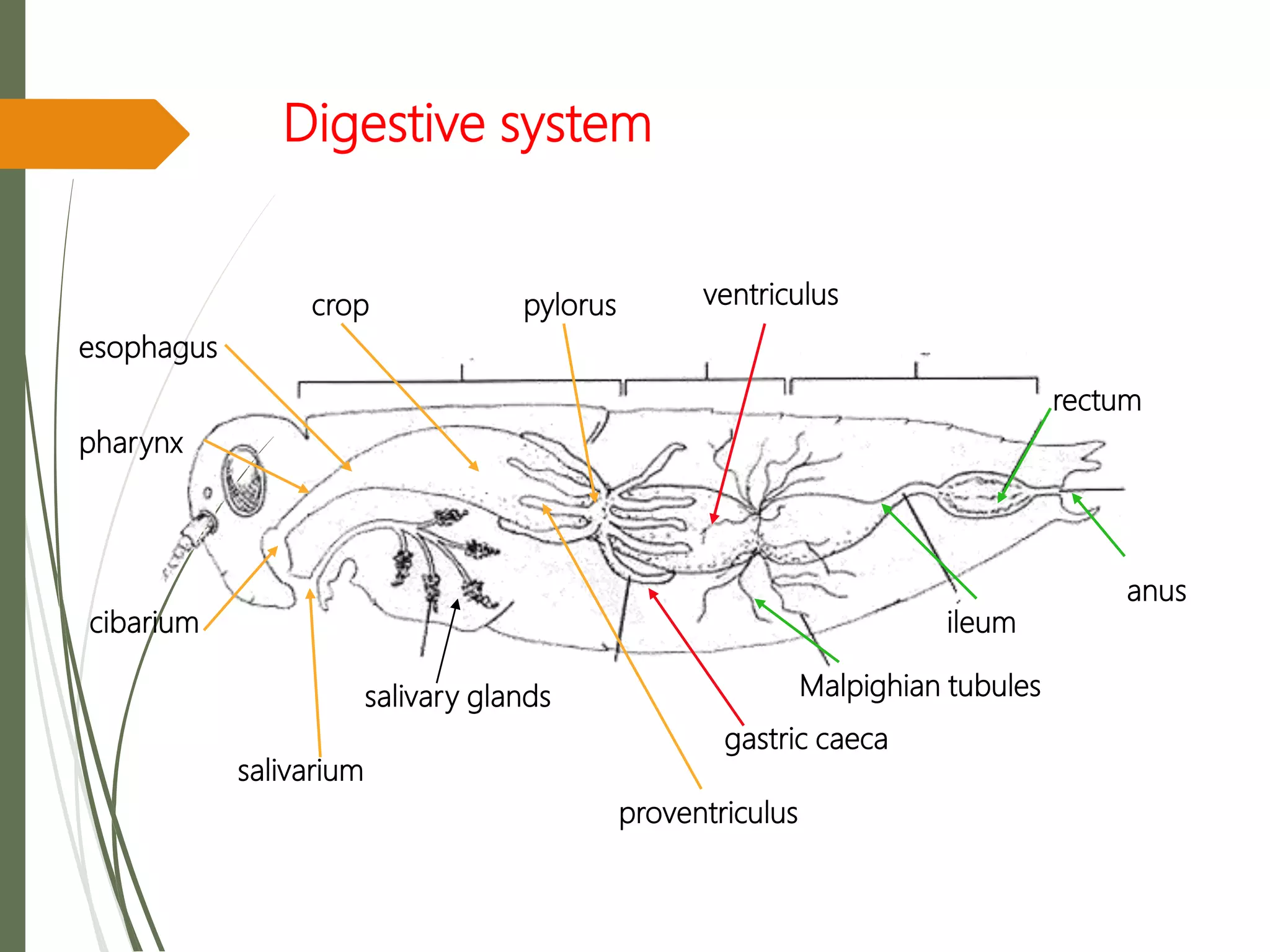 Insect digestive system | PPTX