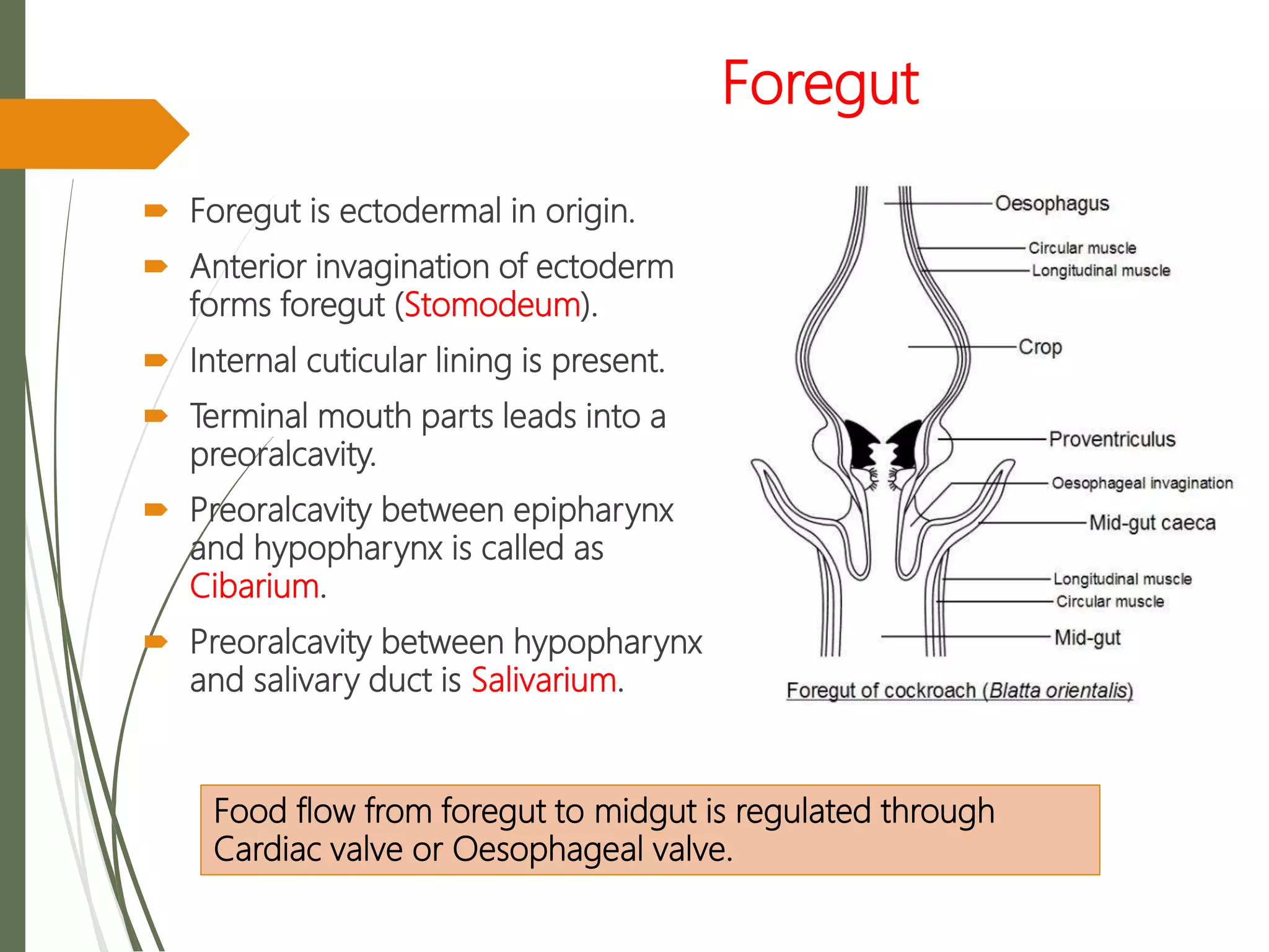 Insect digestive system | PPTX