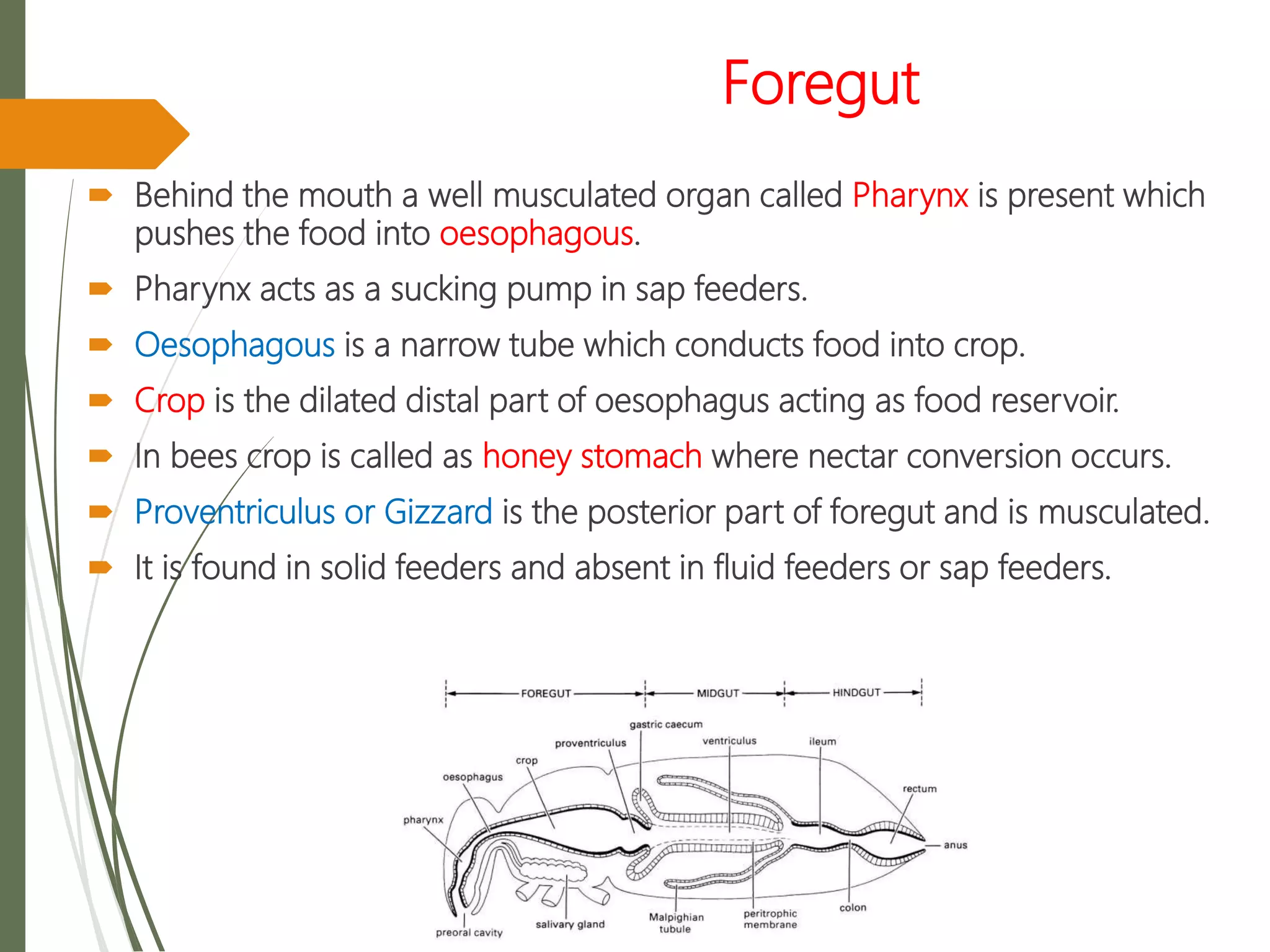 Insect digestive system | PPTX
