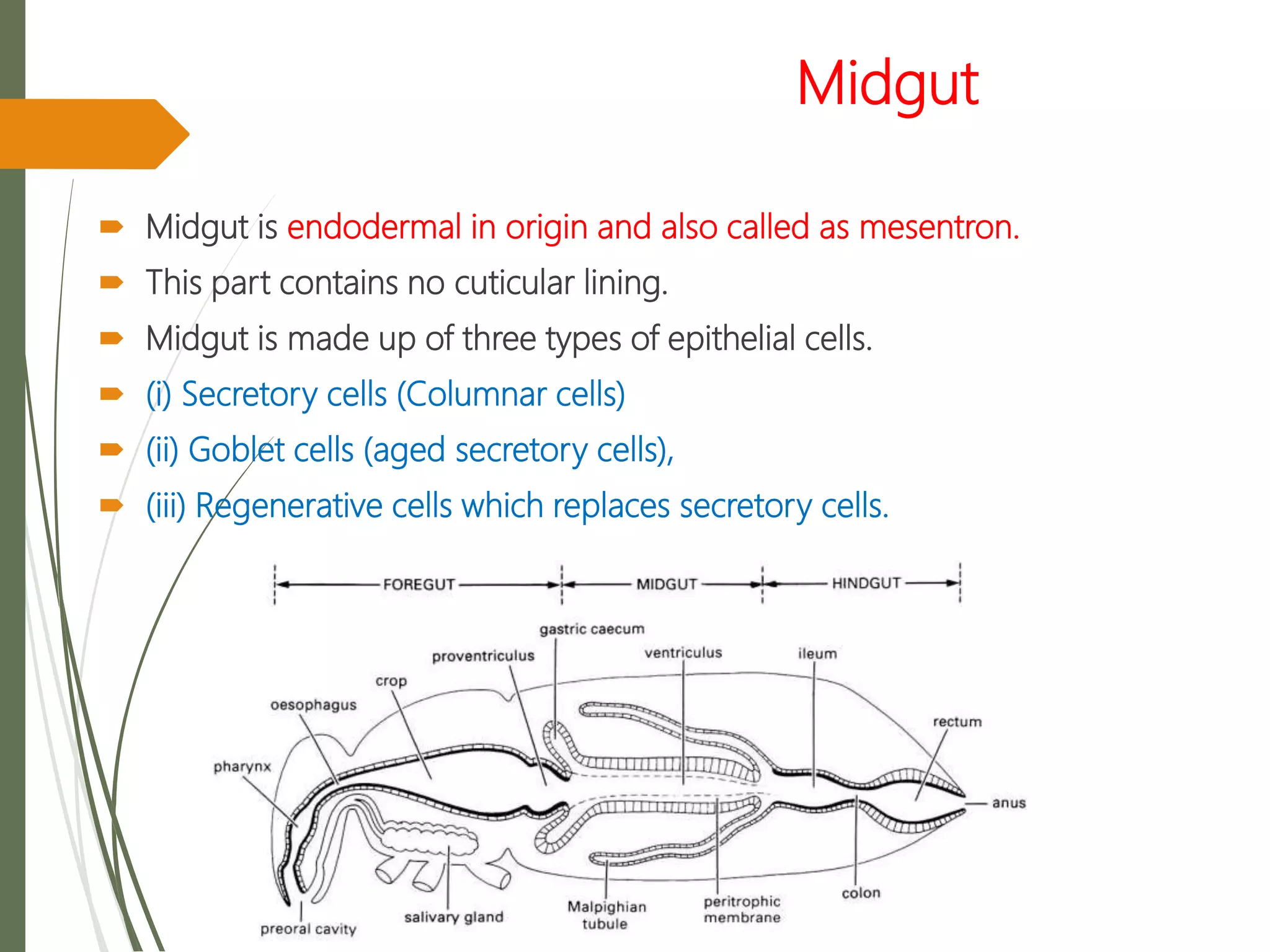 Insect digestive system | PPTX