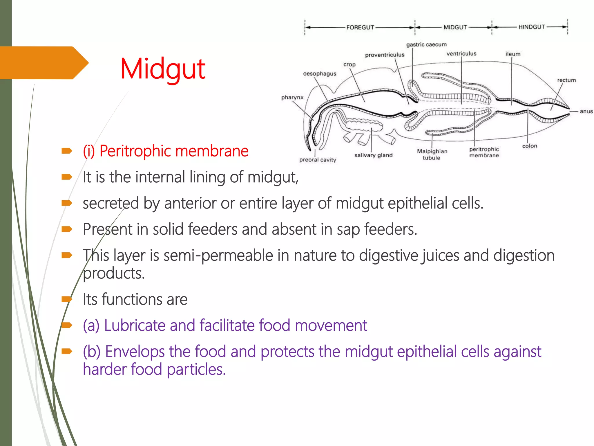 Insect digestive system | PPTX