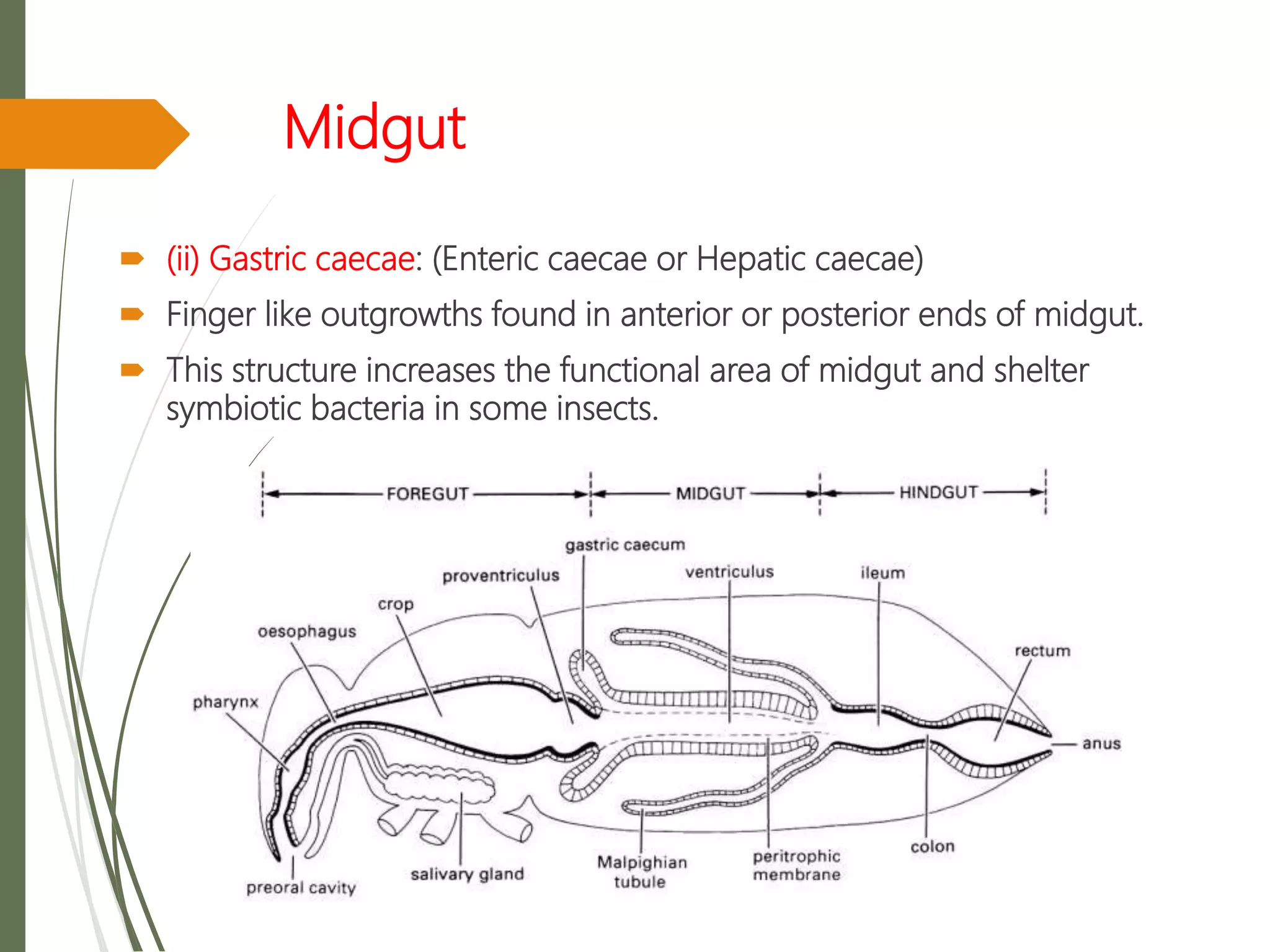 Insect digestive system | PPTX