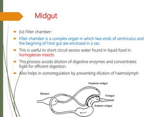 Insect digestive system | PPTX