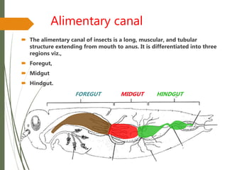 Insect digestive system | PPTX