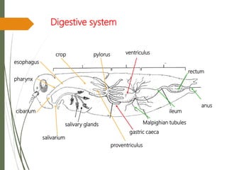 Insect digestive system | PPTX