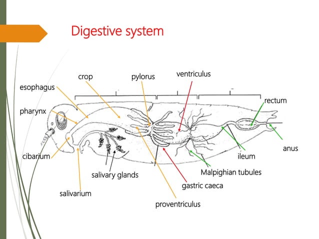 Insect digestive system | PPTX