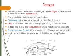 Insect digestive system | PPTX