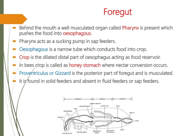 Insect digestive system | PPTX