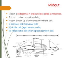 Insect digestive system | PPTX