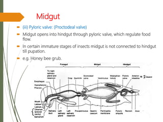 Insect digestive system | PPTX