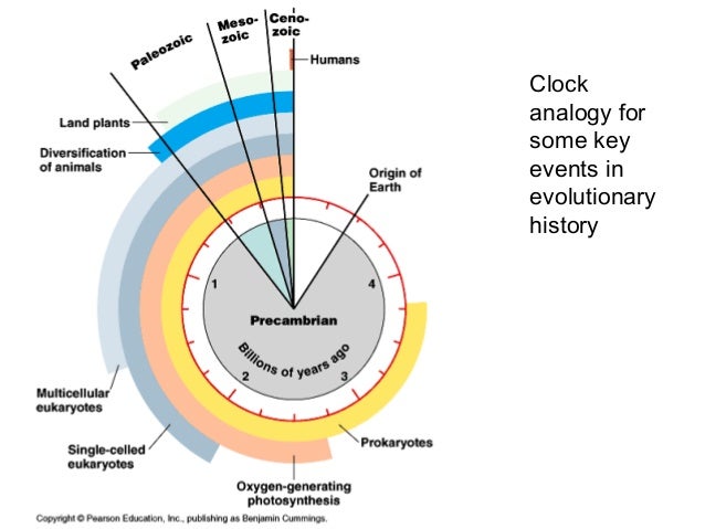 Lecture 9 evolution of life