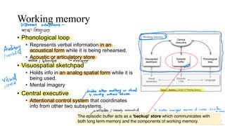 Lecture 9- Human information Processing (Part 1) 02-14-23.pdf