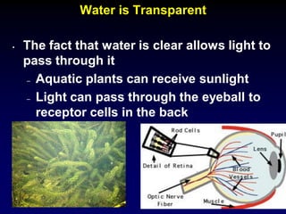 Lecture 9. properties of water | PDF | Chemistry | Science