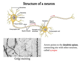 introduction to neurology iit kgp lecture.pptx