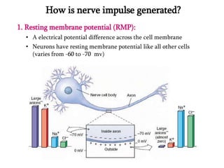 introduction to neurology iit kgp lecture.pptx