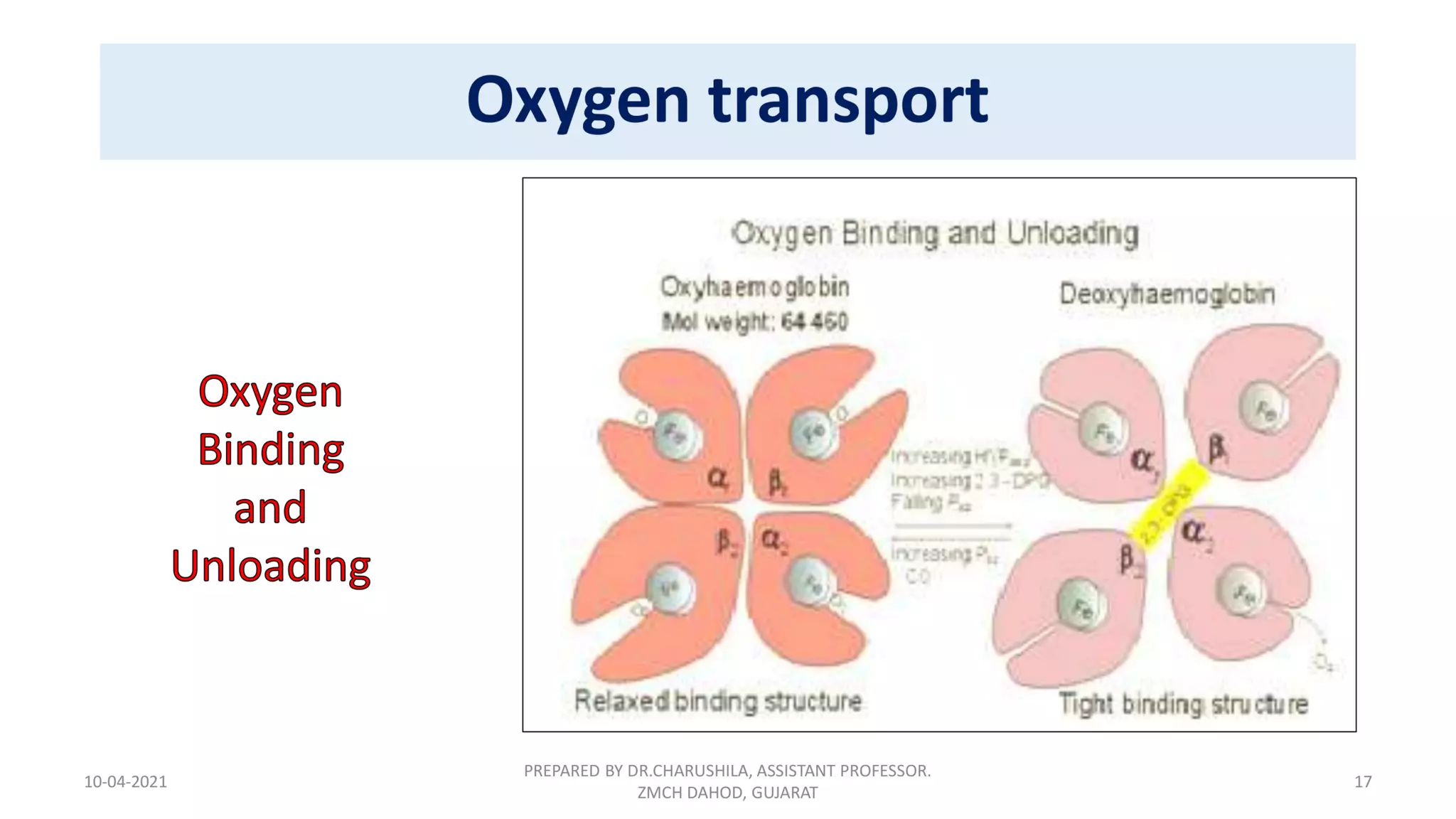 Transport of oxygen | PPT