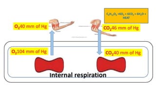 Transport of oxygen | PPT