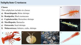 Lecture 9 (arthropoda) | PDF