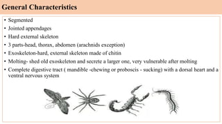 Lecture 9 (arthropoda) | PDF