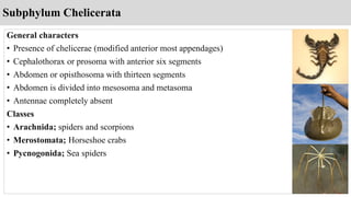 Lecture 9 (arthropoda) | PDF