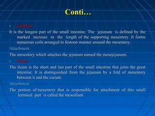 Anatomy Lecture: Digestive System (1st Semester) | PPT