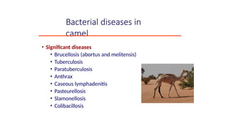 Lecture#9 Infectious diseases of camelids.pptx