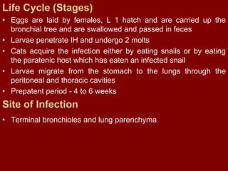 Lecture 9 metastrongyloidae | PPT