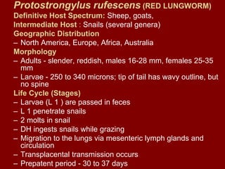 Lecture 9 metastrongyloidae | PPT