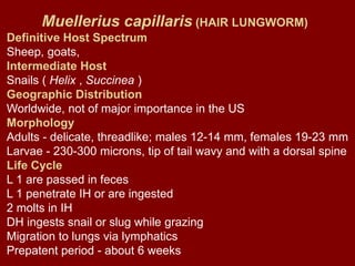 Lecture 9 metastrongyloidae | PPT