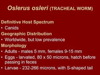 Lecture 9 metastrongyloidae | PPT
