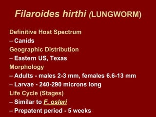 Lecture 9 metastrongyloidae | PPT
