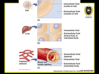 Lecture 9 nutrients involved in fluid and electrolyte balance | PPTX