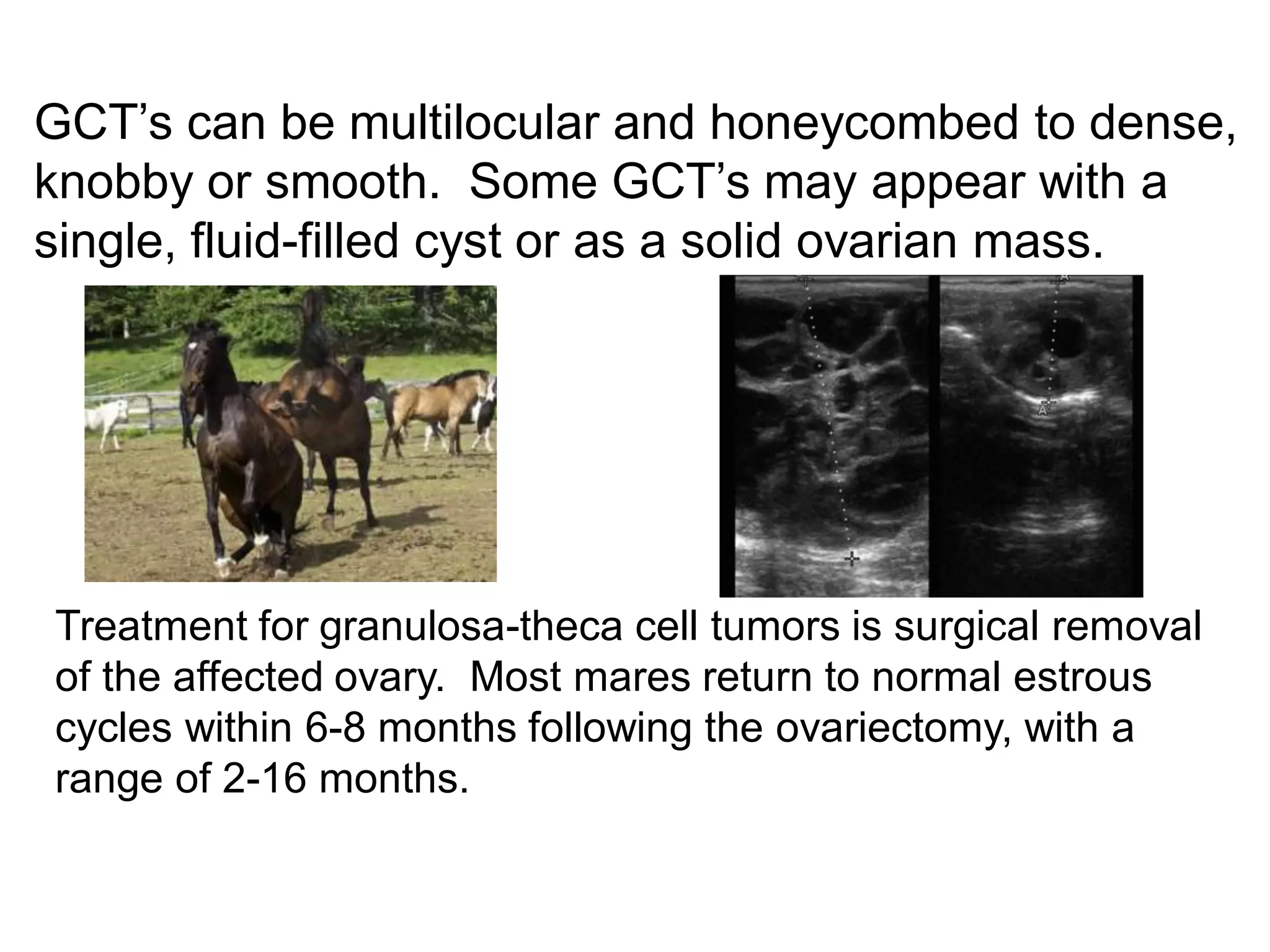 Lecture 9 Ovarian cysts in domestic animals | PDF