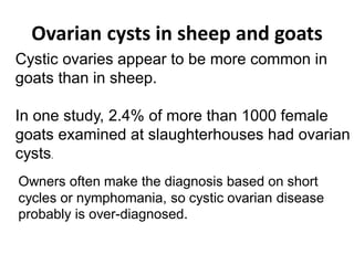 Lecture 9 Ovarian cysts in domestic animals | PDF