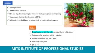 POMEGRANATE | PPTX