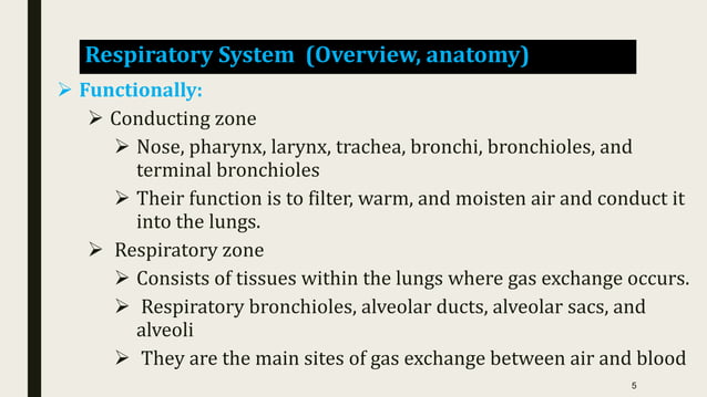 Lecture 9 Respiratory System.pptx