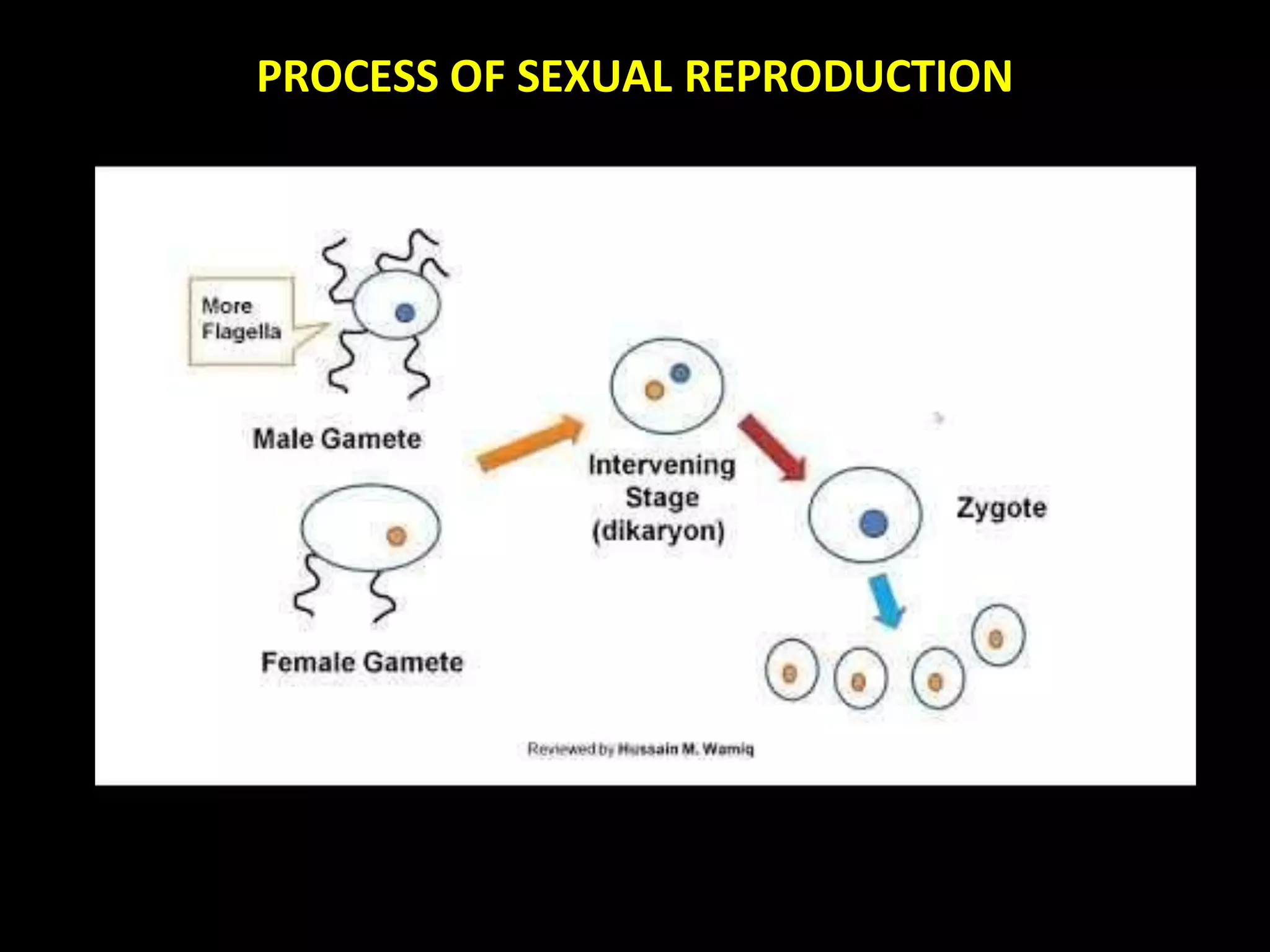 Lecture 9 Sexual reproduction in fungi.pptx