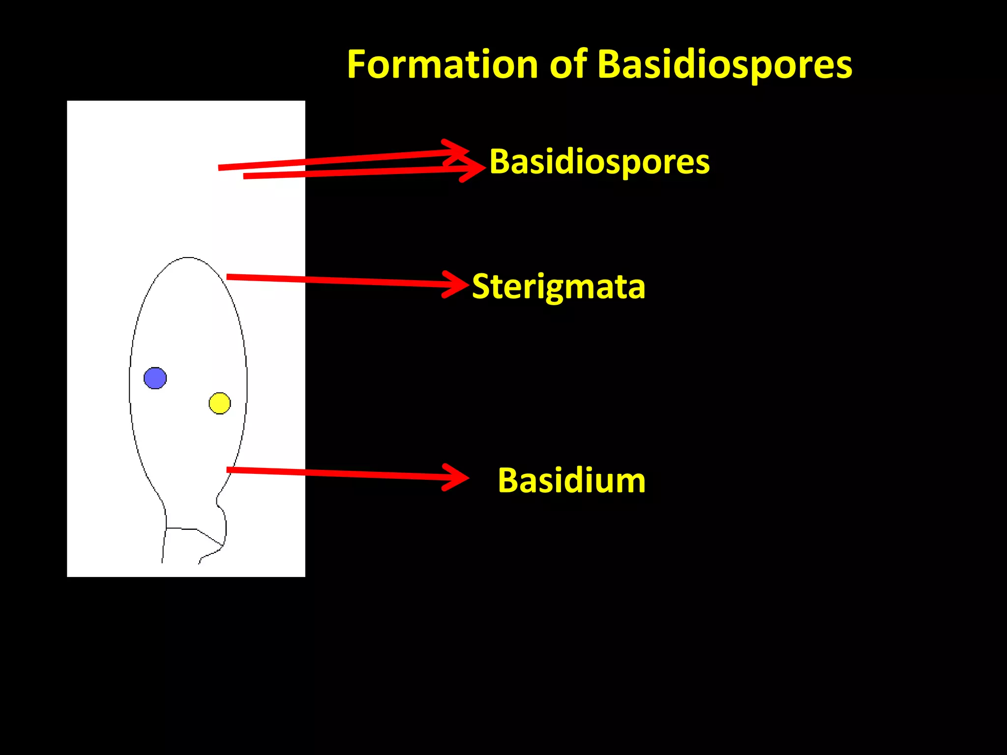 Lecture 9 Sexual reproduction in fungi.pptx
