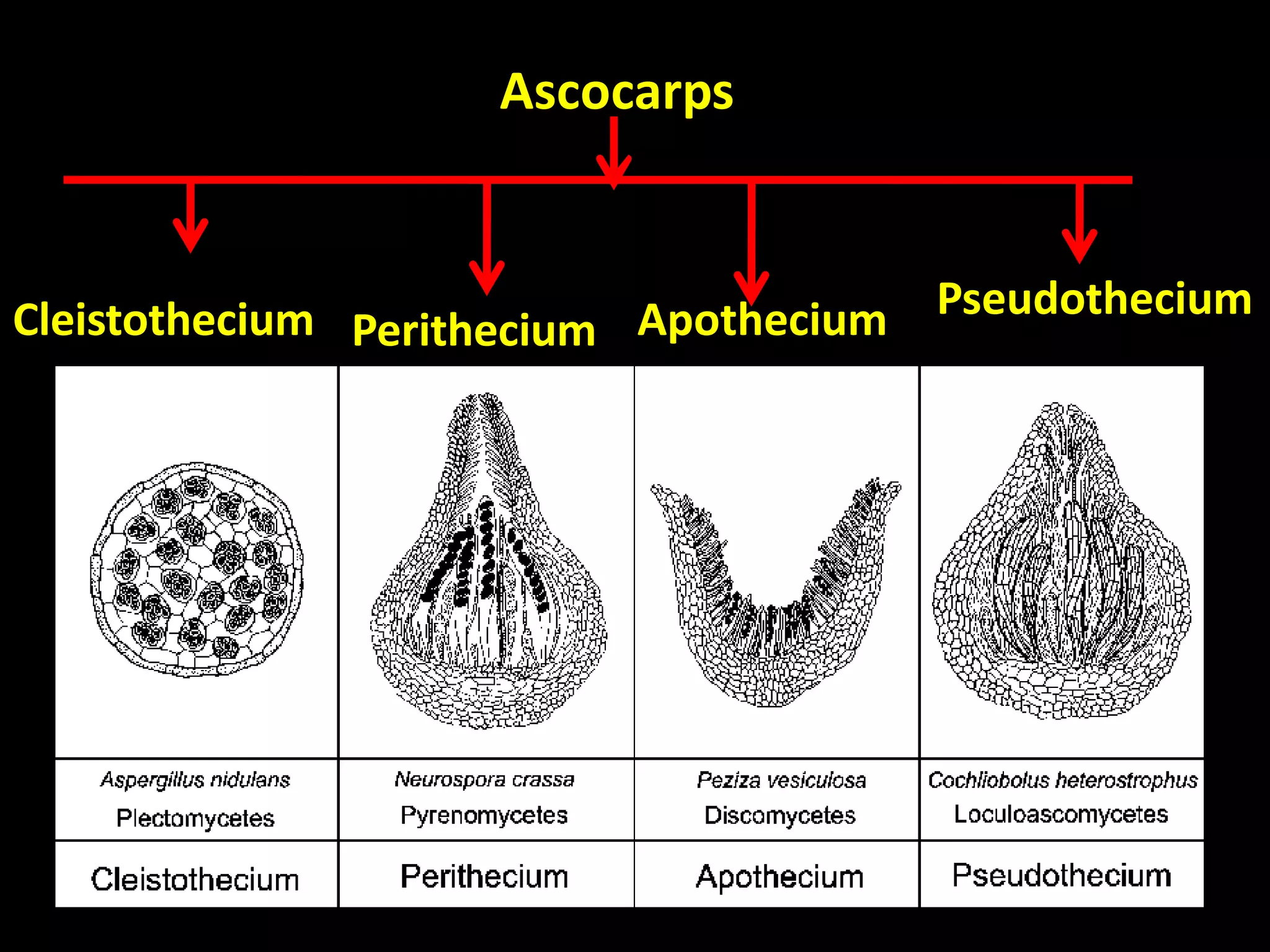 Lecture 9 Sexual reproduction in fungi.pptx