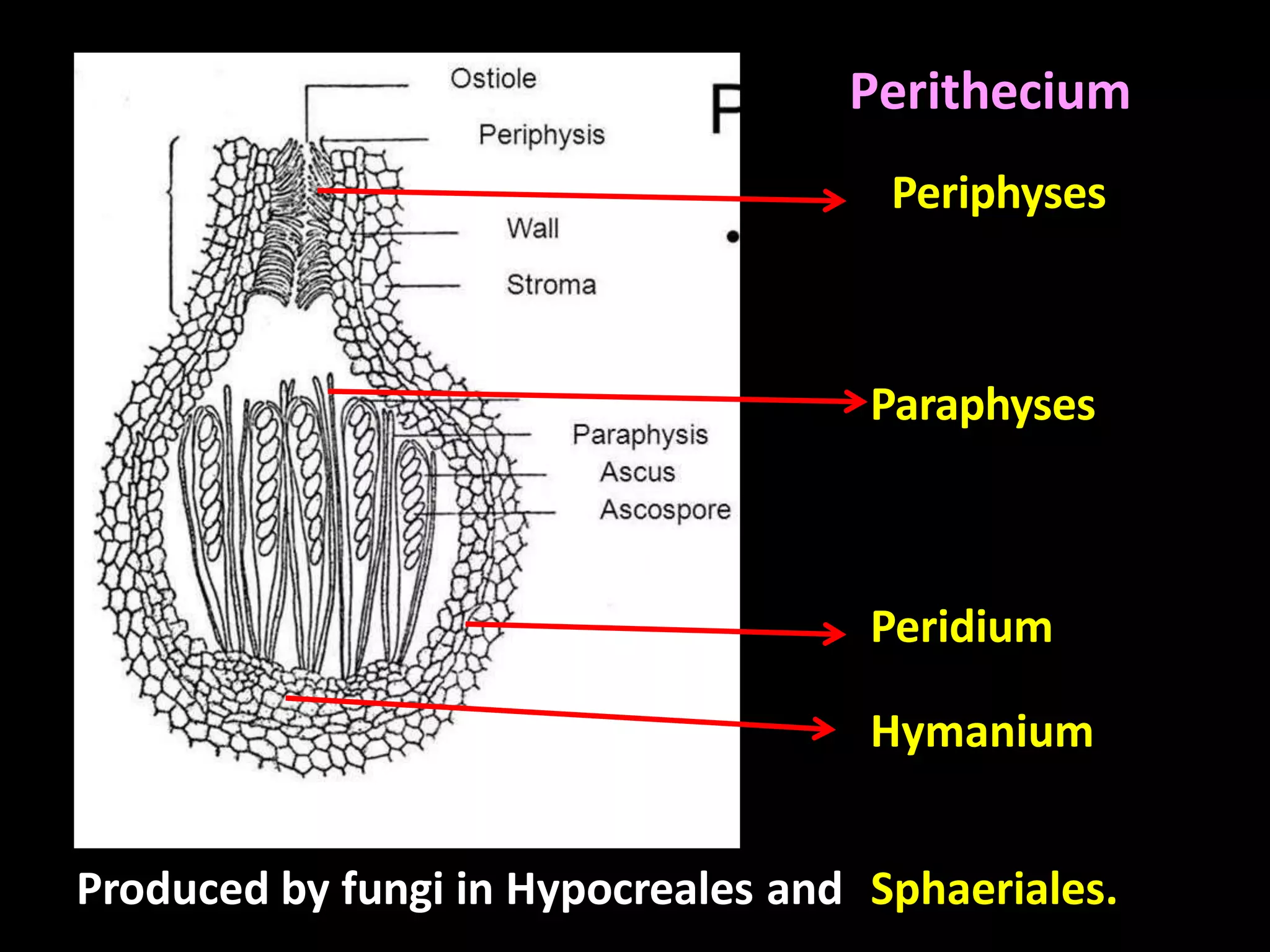 Lecture 9 Sexual reproduction in fungi.pptx