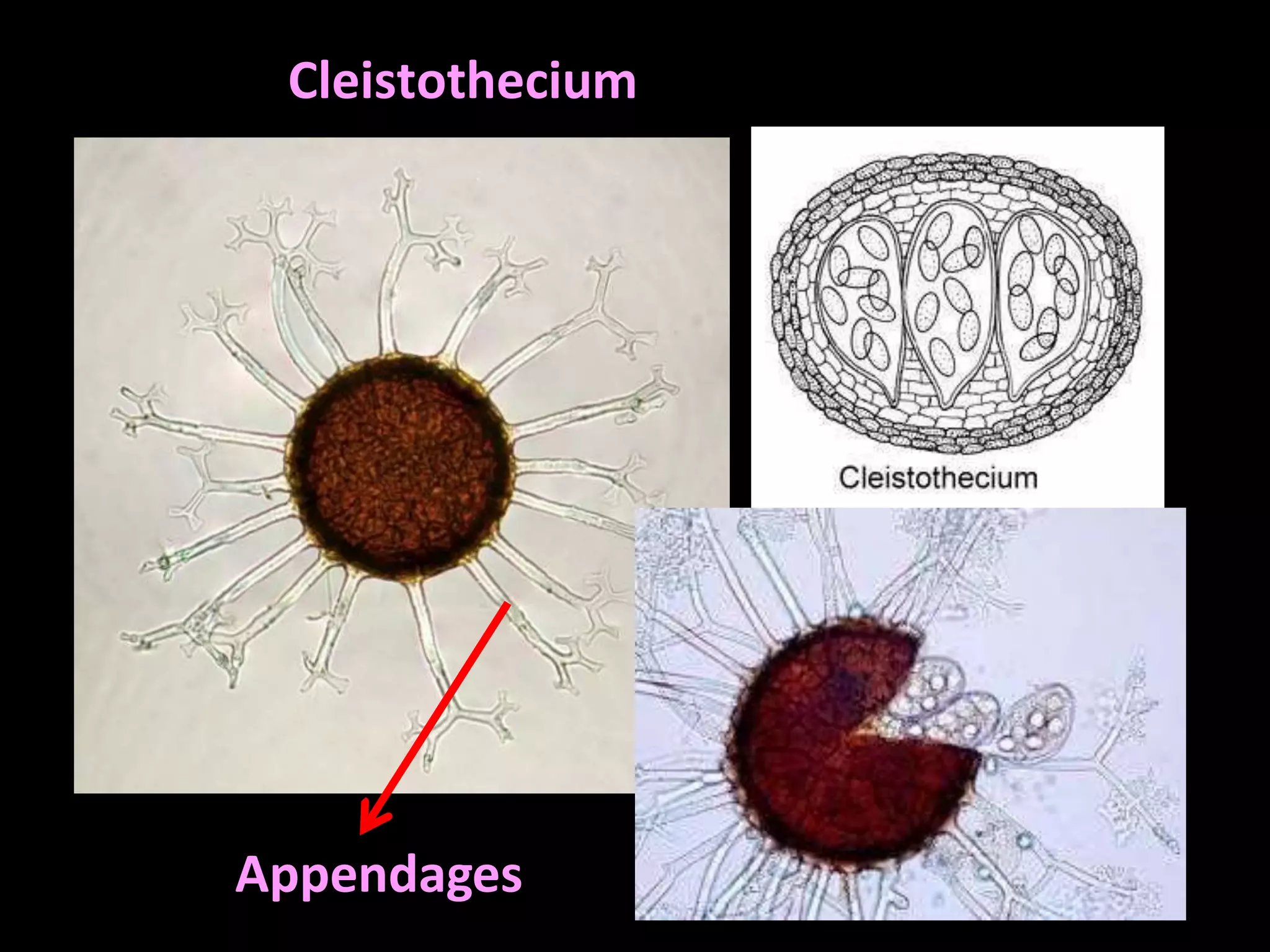 Lecture 9 Sexual reproduction in fungi.pptx