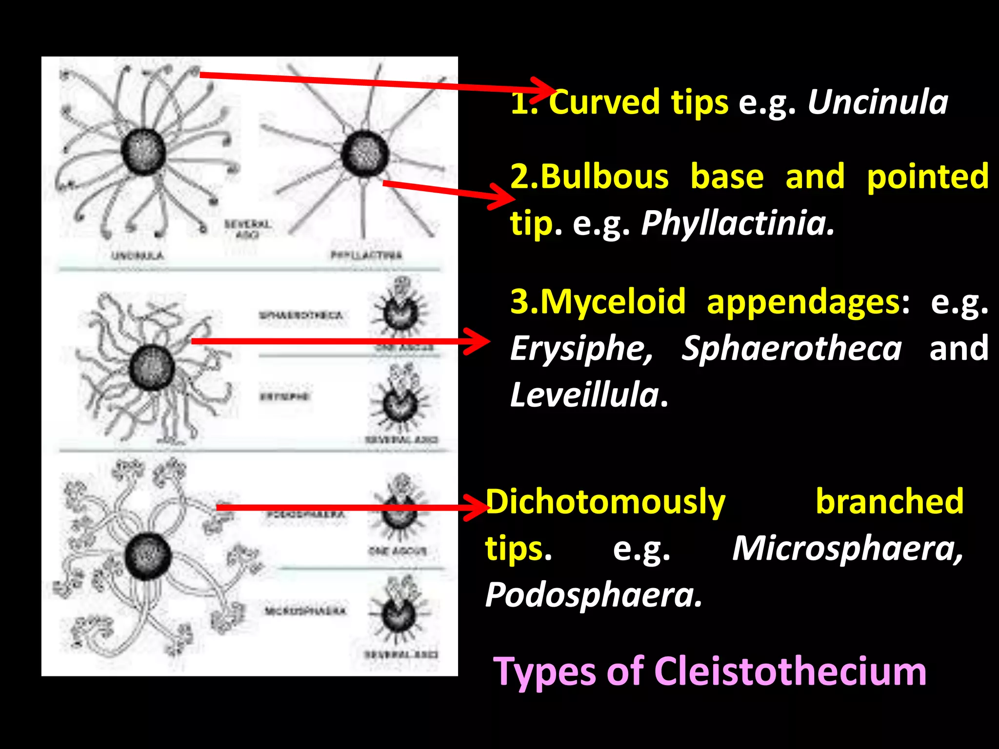 Lecture 9 Sexual reproduction in fungi.pptx