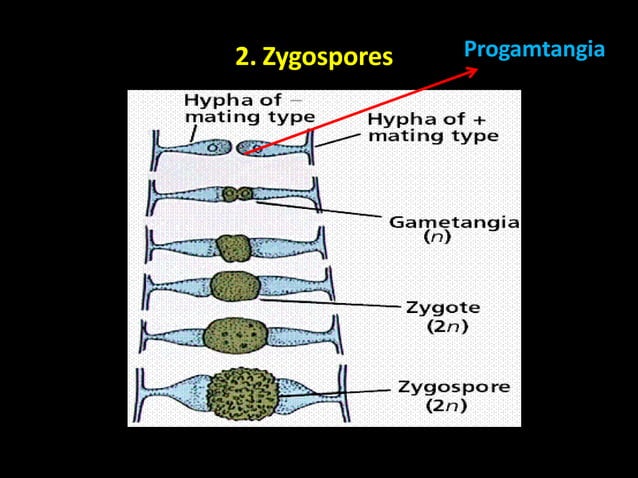 Lecture 9 Sexual reproduction in fungi.pptx | Infertility ...
