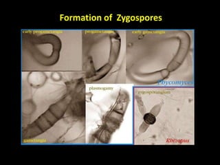 Lecture 9 Sexual reproduction in fungi.pptx
