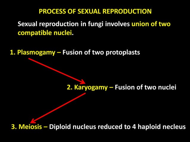 Lecture 9 Sexual reproduction in fungi.pptx | Infertility ...