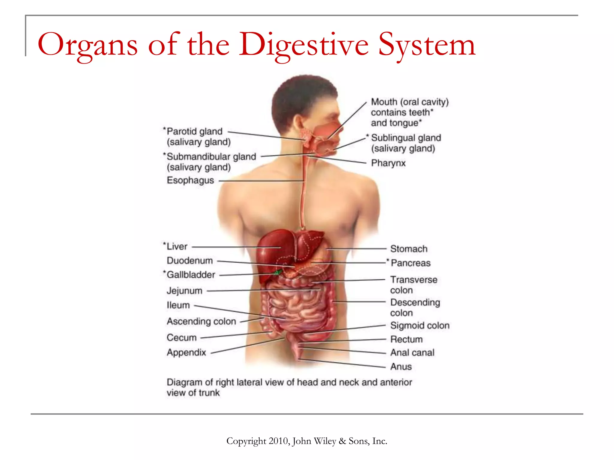 Lecture 9 the digestive system | PPT