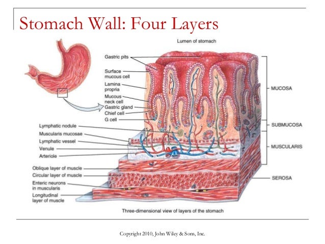 Lecture 9 the digestive system