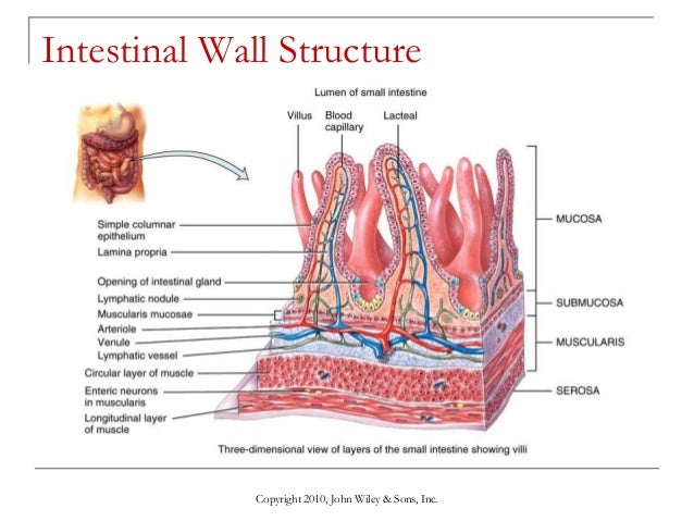 Lecture 9 the digestive system