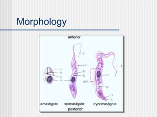Lecture 9 (Trypanosoma) parasitology slides | PPT