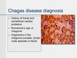 Lecture 9 (Trypanosoma) parasitology slides | PPT